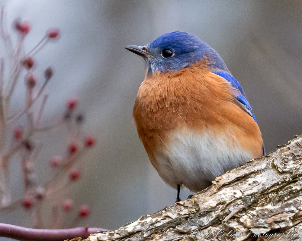 Potd 12 1 22 Potd On Godubois