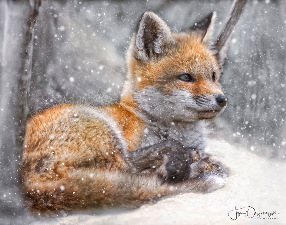 Potd 12 14 22 Potd On Godubois