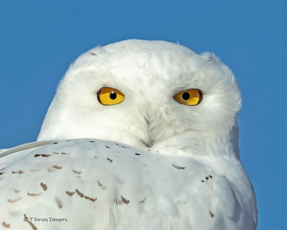 Potd 12 19 22 Potd On Godubois