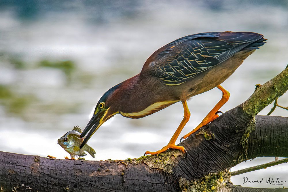 POTD 7-19-23 - POTD ON GODUBOIS - GoDuBois.com