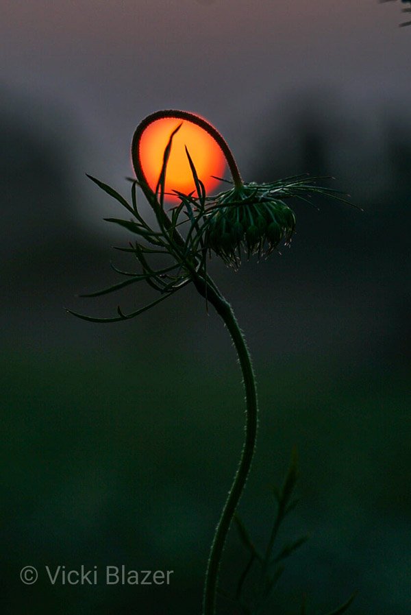 POTD 7-31-23 - POTD ON GODUBOIS - GoDuBois.com