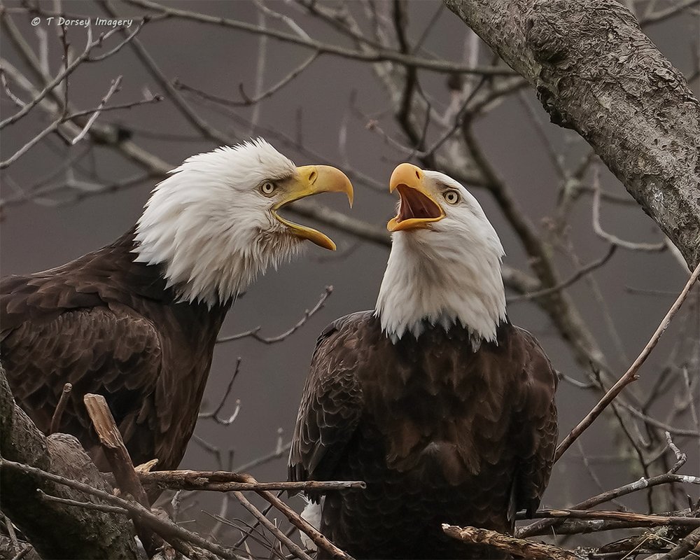 Potd 12 11 23 Potd On Godubois