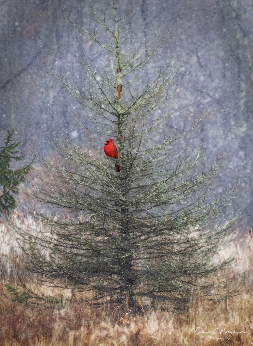 Potd 12 30 23 Potd On Godubois