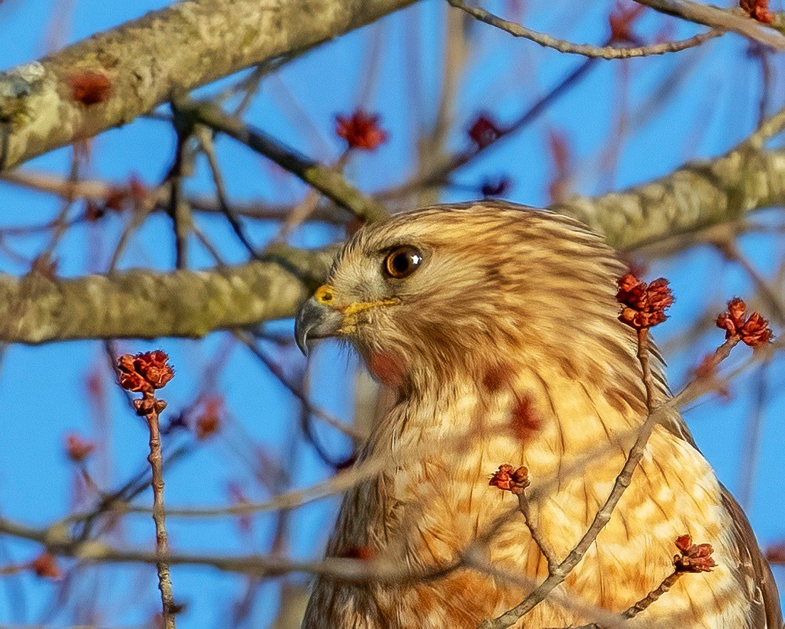 POTD 3-28-24 - POTD ON GODUBOIS - GoDuBois.com