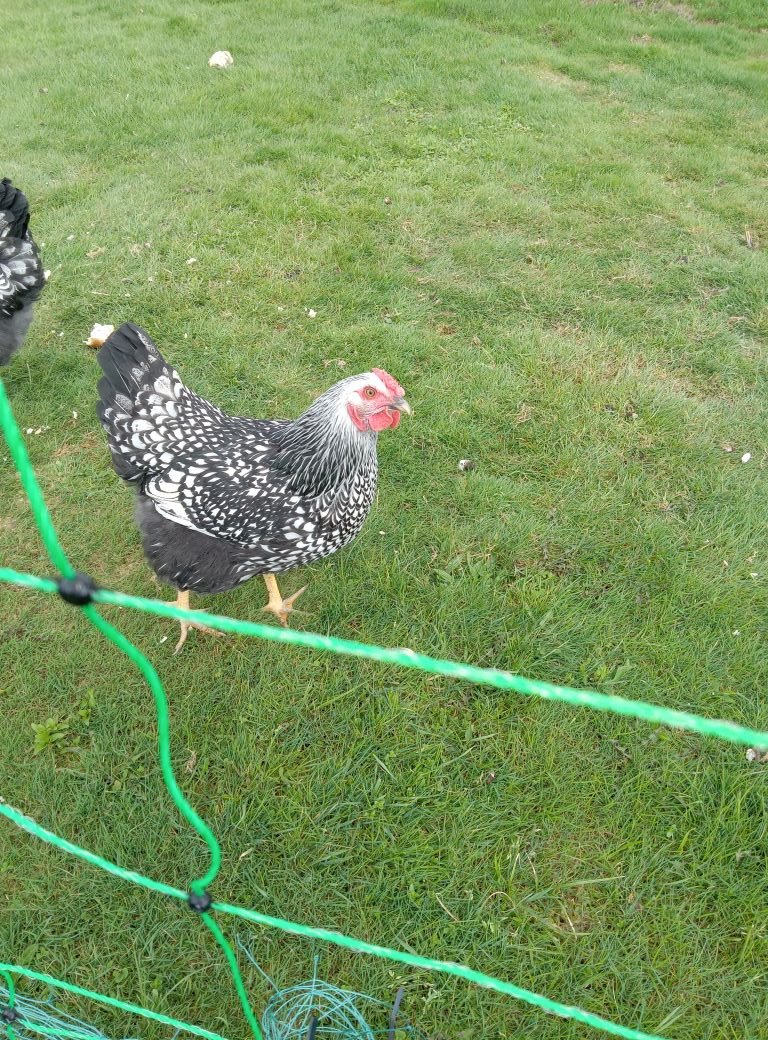 Looking for this specific Chicken - Go Gardening and Nature - GoDuBois.com